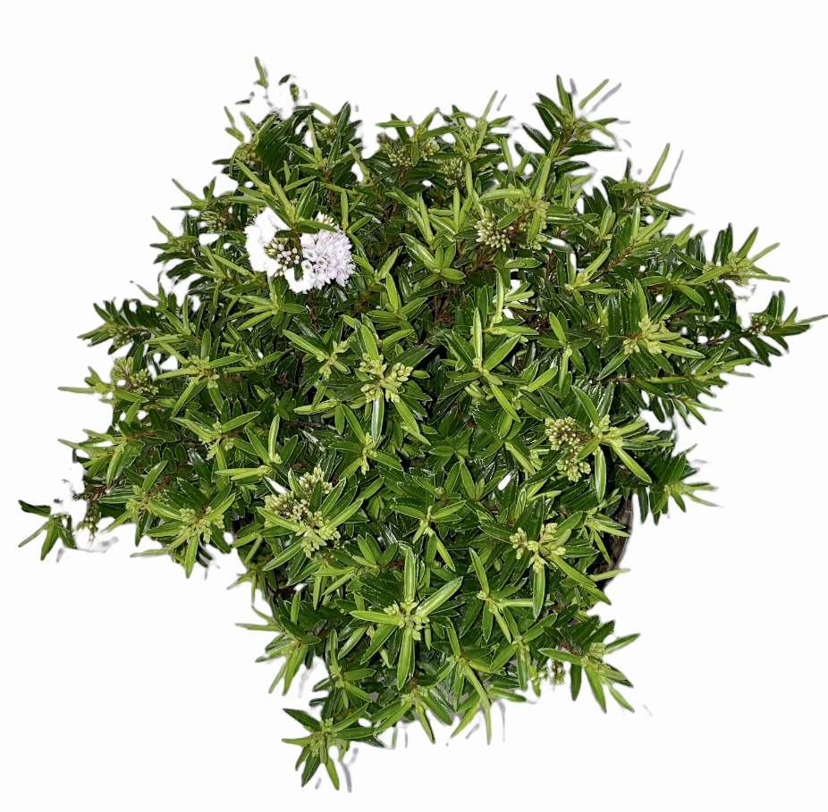 Plants :: Shrubs :: Hebe Celine