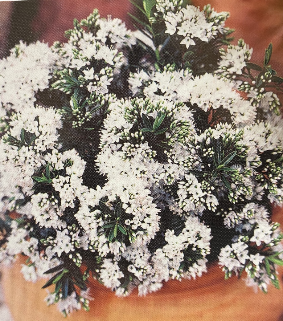 Plants :: Shrubs :: Hebe Celine