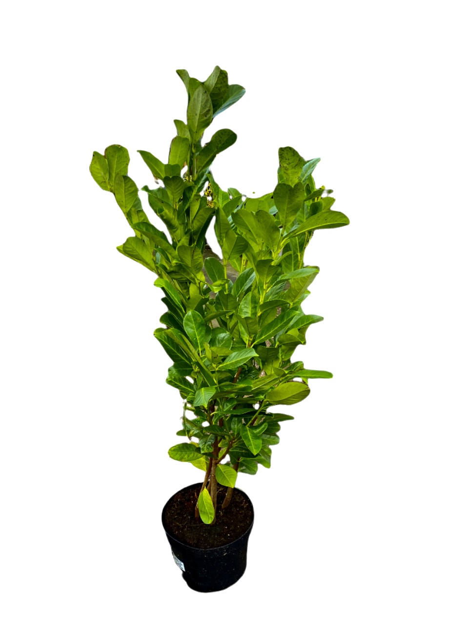 Plants :: Hedging :: Large Laurel Hedge Plant