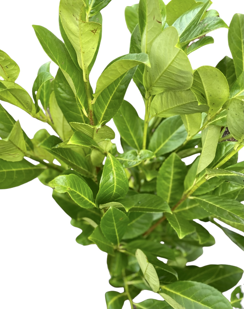 Plants :: Hedging :: Large Laurel Hedge Plant